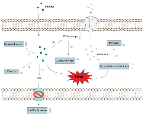 Bacterial Efflux Pump Inhibitors Reduce Antibiotic Resistance