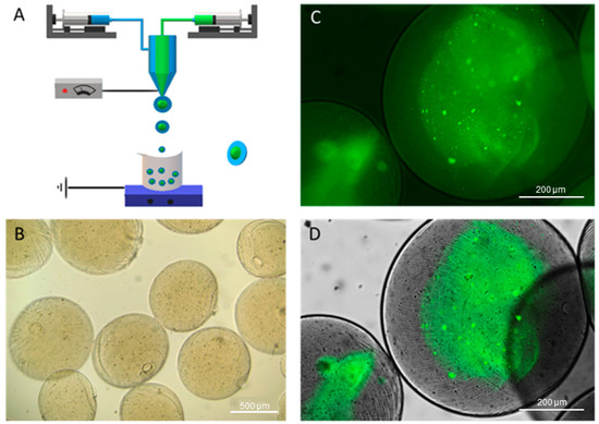 Designing Advanced Drug Delivery Systems: Core-Shell Alginate Particles ...