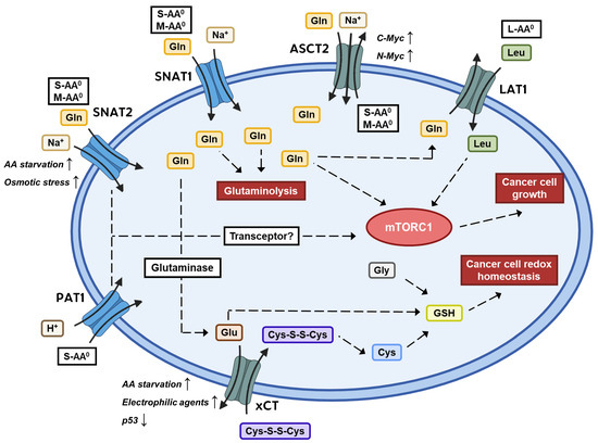 Exploring Amino Acid Transporters as Therapeutic Targets for Cancer: An ...