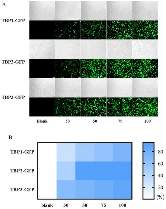 TPGS-b-PBAE Copolymer-Based Polyplex Nanoparticles for Gene Delivery ...