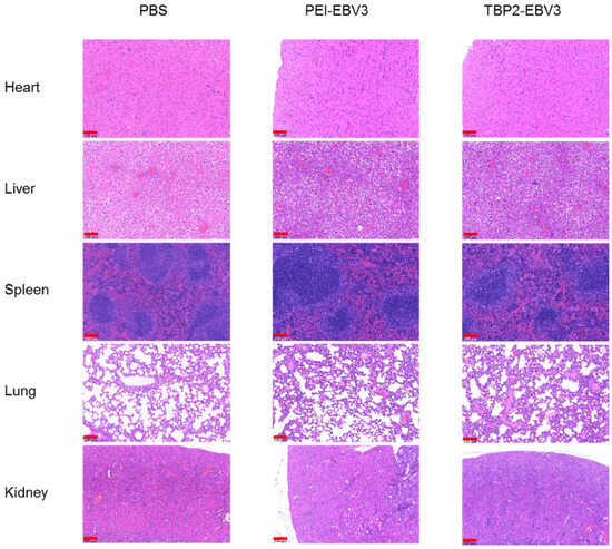 TPGS-b-PBAE Copolymer-Based Polyplex Nanoparticles for Gene Delivery ...