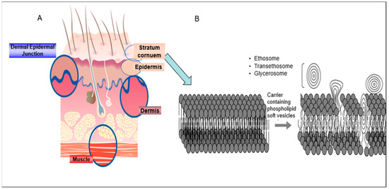 The Evolution of Emerging Nanovesicle Technologies for Enhanced ...