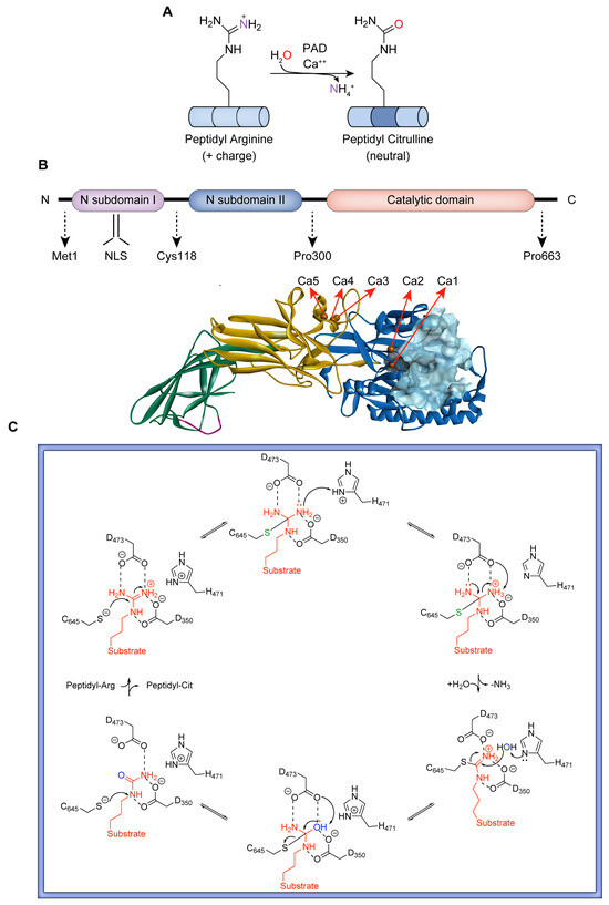 Pharmaceutics | Free Full-Text | Structure–Activity Relationship of ...