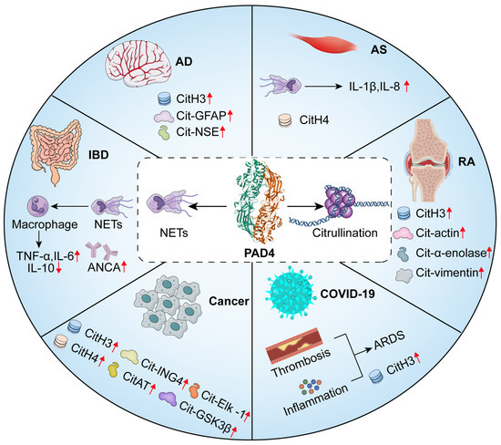 Structure–Activity Relationship of PAD4 Inhibitors and Their Role in ...