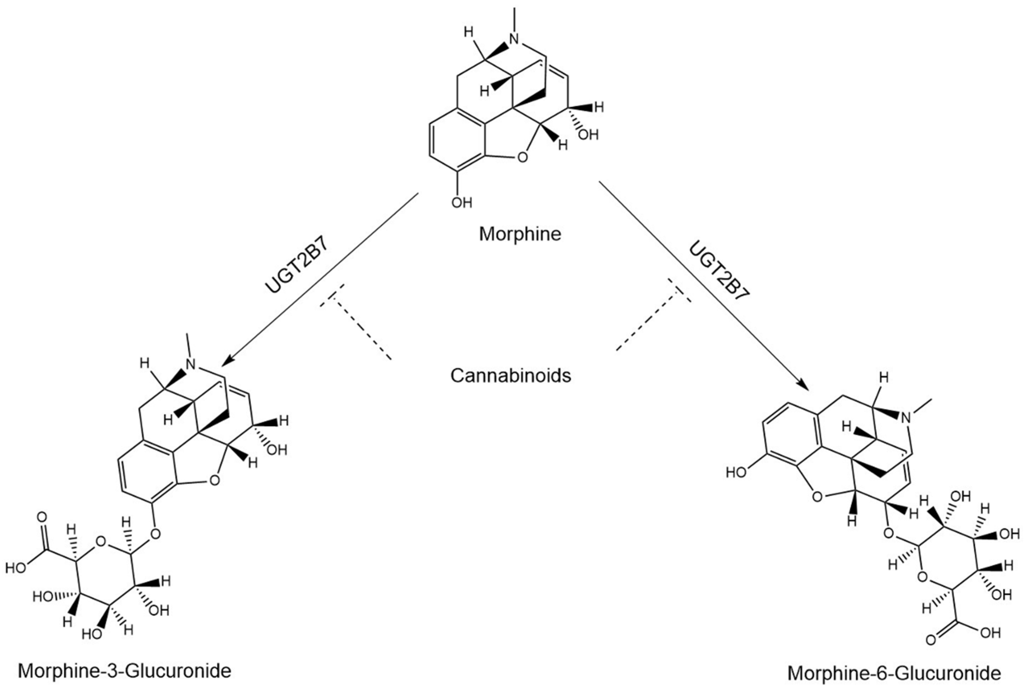 Cannabinoid-Induced Inhibition of Morphine Glucuronidation and the ...