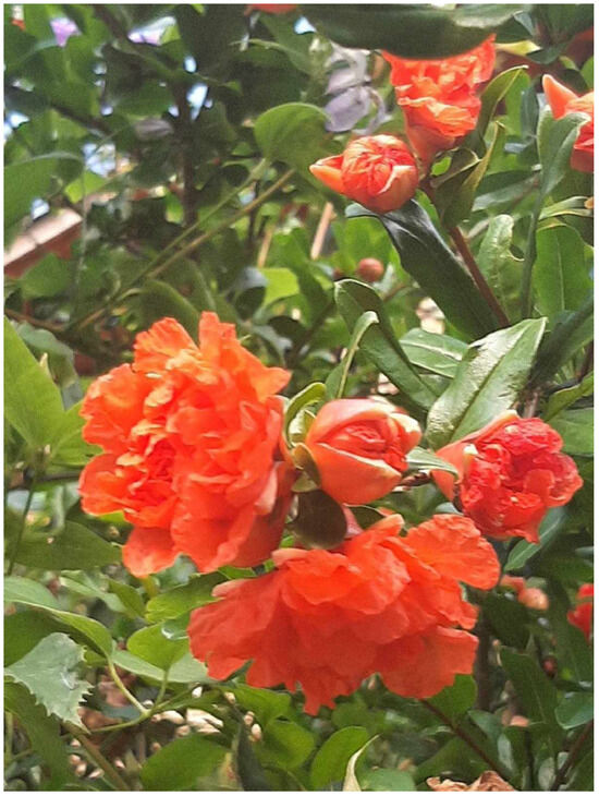 Punica granatum L. (Pomegranate) Extracts and Their Effects on Healthy ...