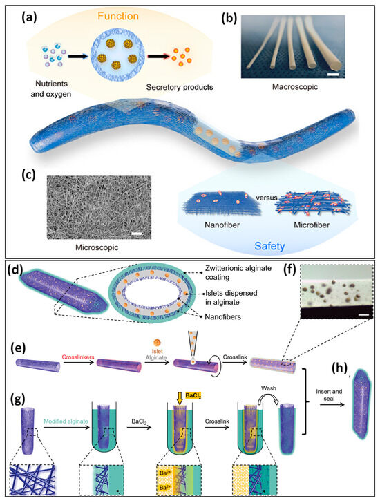 Recent Advances in Alginate-Based Hydrogels for Cell Transplantation ...