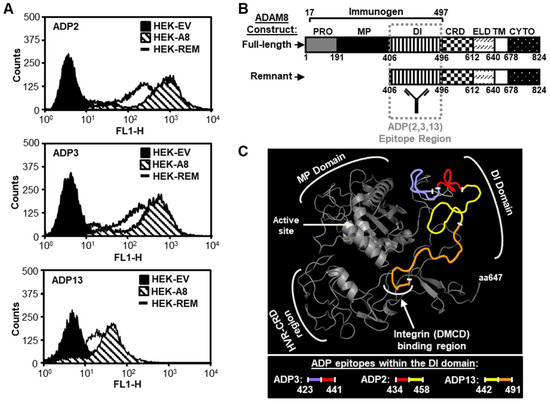 A Novel Class of Human ADAM8 Inhibitory Antibodies for Treatment of ...