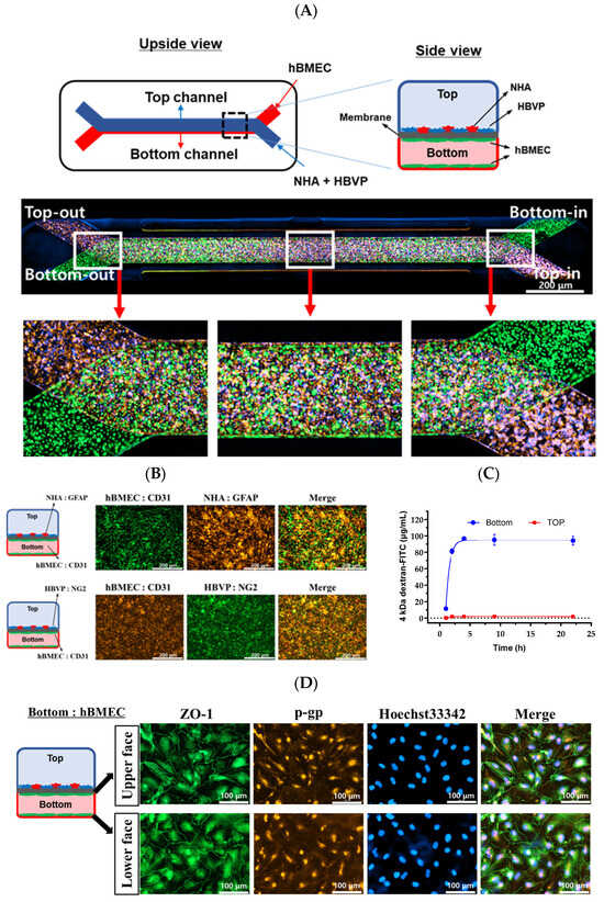 Evaluation of Drug Blood-Brain-Barrier Permeability Using a ...