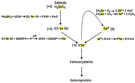The Potential of Selenium-Based Therapies for Ocular Oxidative Stress