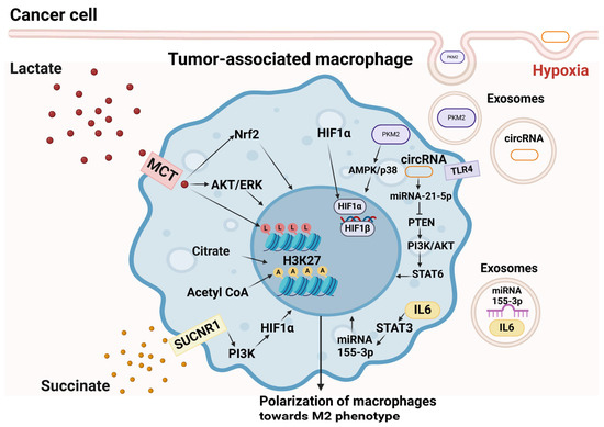 Pharmaceutics | Free Full-Text | Reprogramming Tumor-Associated Macrophage Using Nanocarriers ...