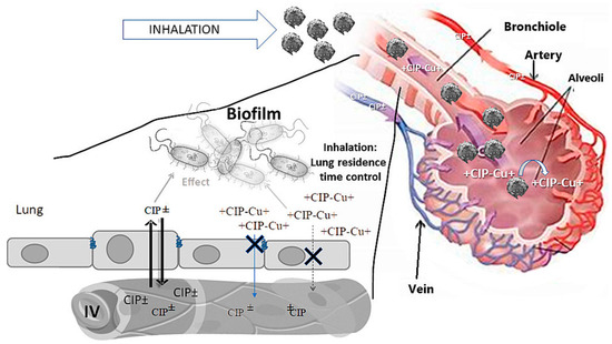 Ciprofloxacin-Loaded Inhalable Formulations against Lower Respiratory ...