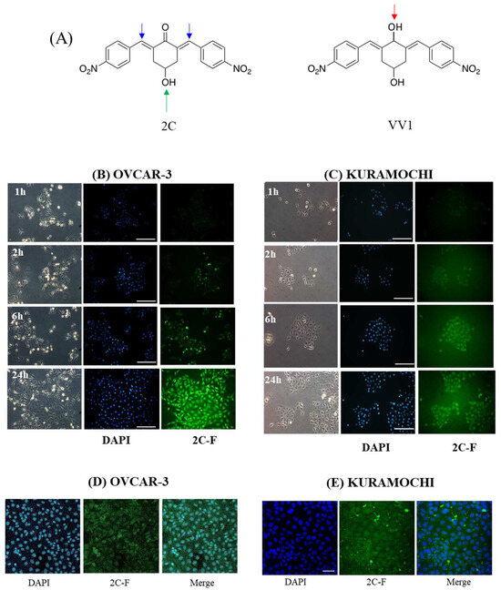 In Vitro and In Vivo Evaluation of the Effects of Drug 2c and ...