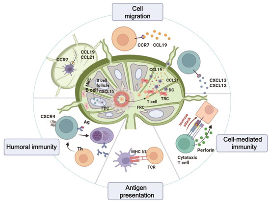 Lymph Node-on-Chip Technology: Cutting-Edge Advances in Immune ...