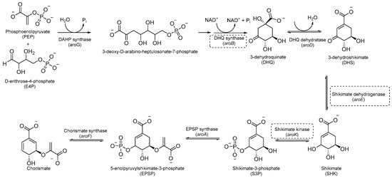 Amino Acid Biosynthesis Inhibitors in Tuberculosis Drug Discovery