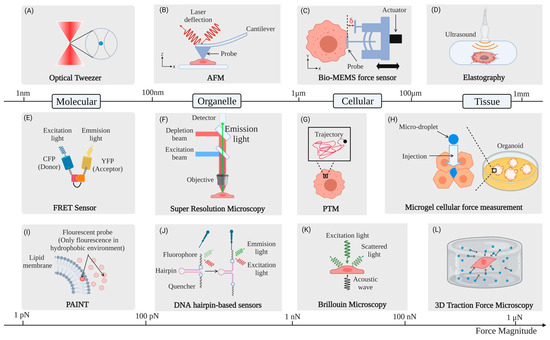 Atomic Force Microscopy for the Study of Cell Mechanics in Pharmaceutics