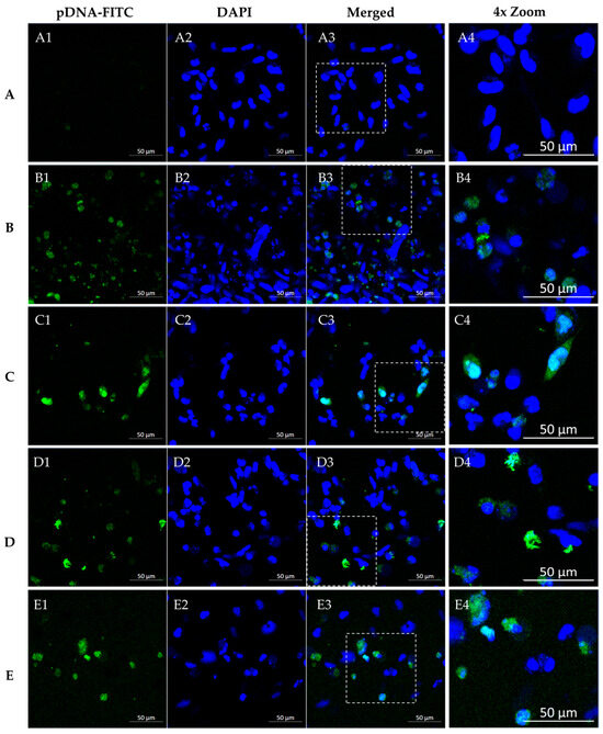 Pharmaceutics | Free Full-Text | Evidence That a Peptide-Drug/p53 Gene ...