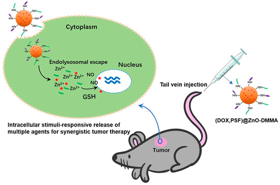 Advances in 2,3-Dimethylmaleic Anhydride (DMMA)-Modified Nanocarriers ...