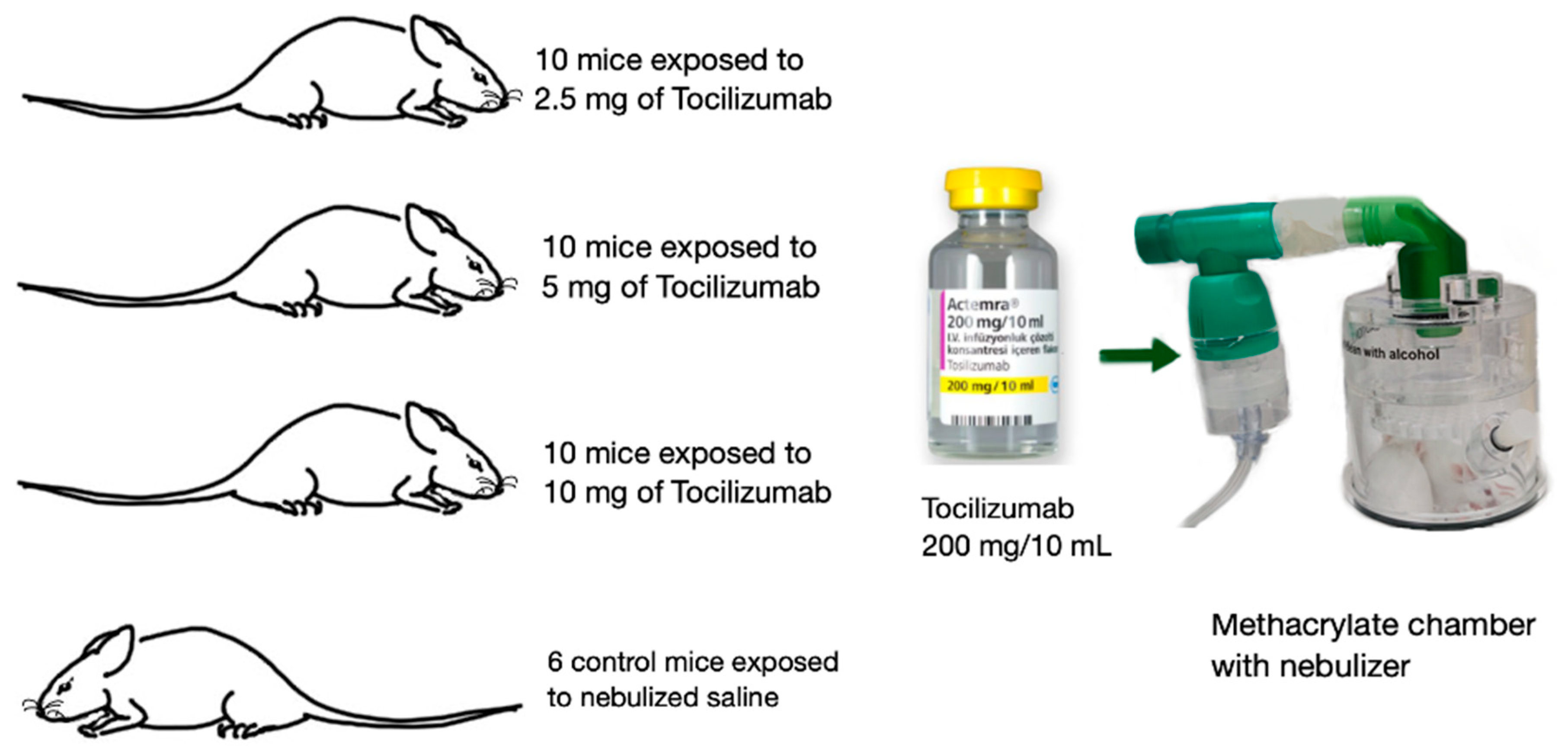 Histological Assessment of Respiratory Tract and Liver of BALB/c Mice ...