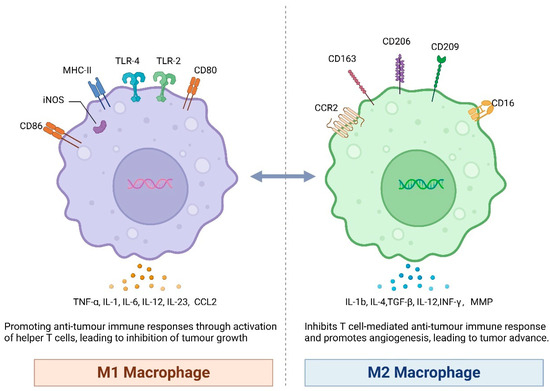 Pharmaceutics | Free Full-Text | Immunotherapies Targeting Tumor-Associated Macrophages (TAMs ...