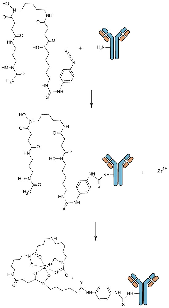 Zirconium 89 and Copper 64 for ImmunoPET: From Antibody Bioconjugation ...
