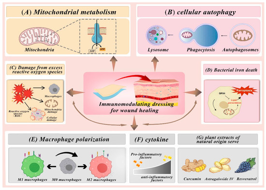Advances and Challenges in Immune-Modulatory Biomaterials for Wound ...