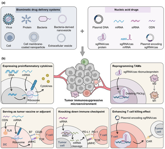 Biomimetic Nucleic Acid Drug Delivery Systems for Relieving Tumor Immunosuppressive Microenvironment