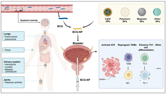 Revitalizing Bacillus Calmette–Guérin Immunotherapy for Bladder Cancer ...
