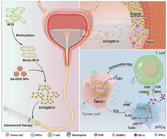 Revitalizing Bacillus Calmette–Guérin Immunotherapy for Bladder Cancer ...