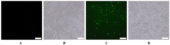 Unlocking the Potential of Camel Milk-Derived Exosomes as Novel ...