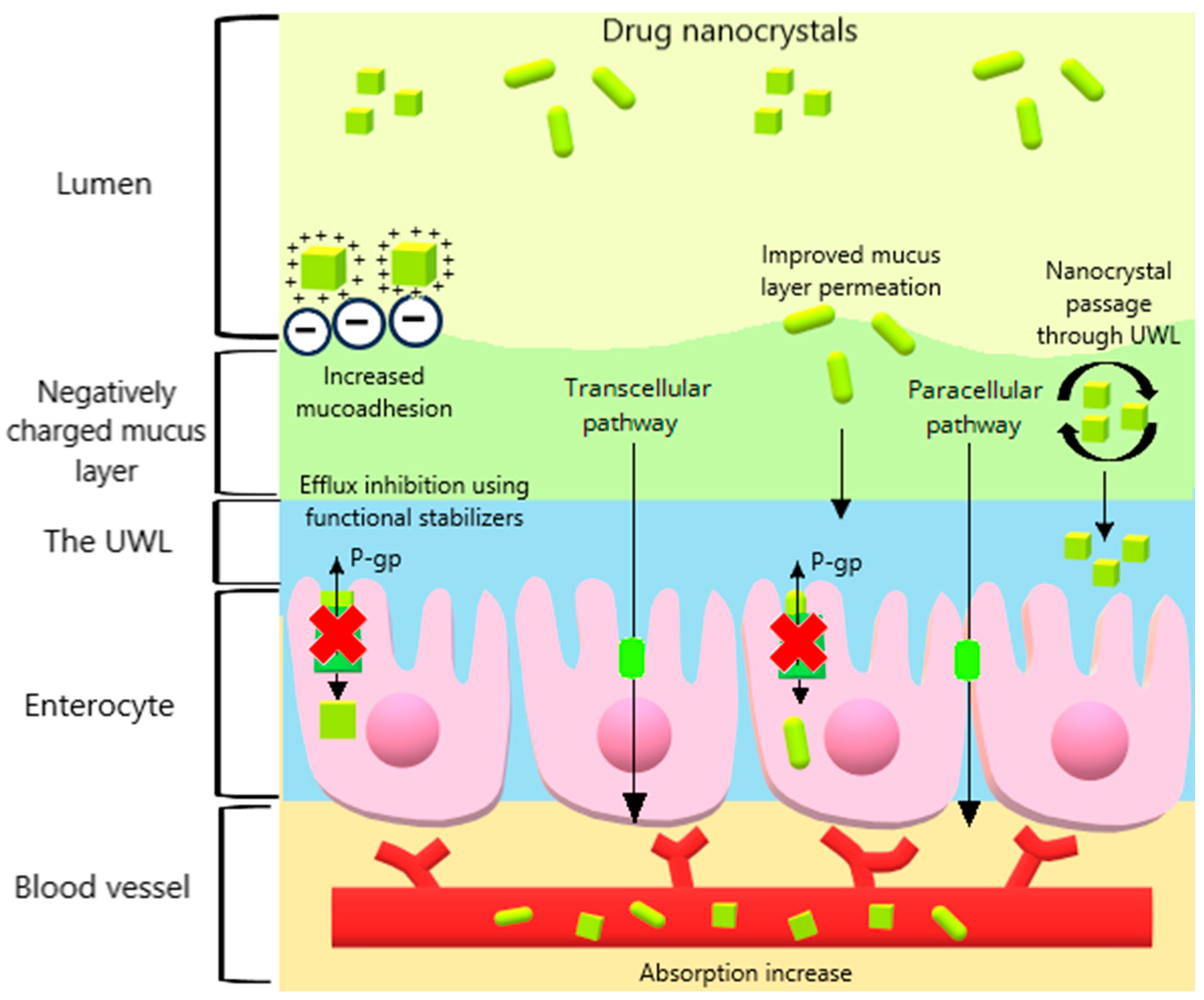 Drug Nanocrystals in Oral Absorption: Factors That Influence ...