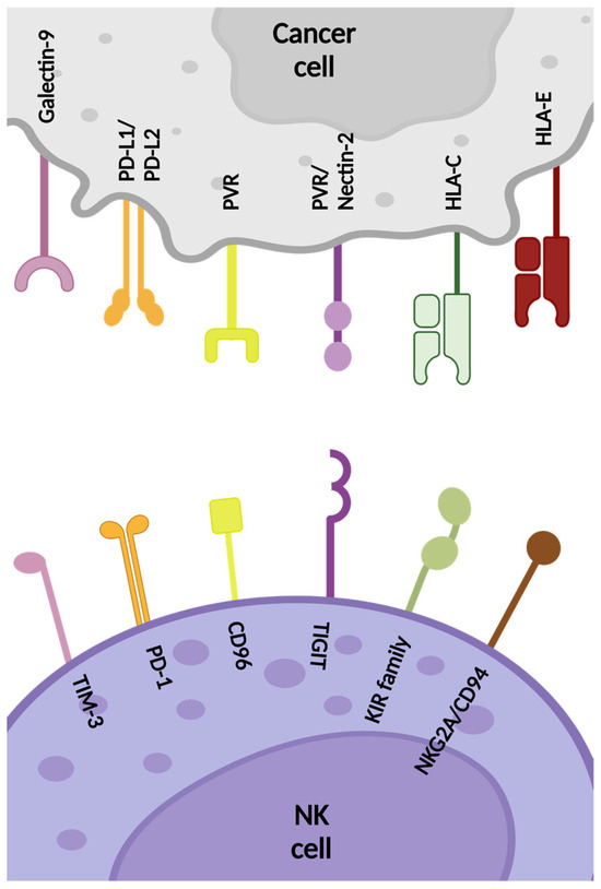 Harnessing the Power of NK Cell Receptor Engineering as a New Prospect ...