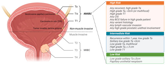 Recent Advances in Drug Delivery Strategies for High-Risk BCG ...