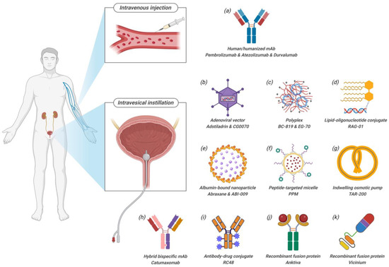 Recent Advances in Drug Delivery Strategies for High-Risk BCG ...