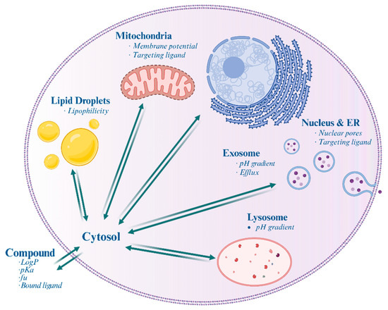 Subcellular Drug Distribution: Exploring Organelle-Specific ...