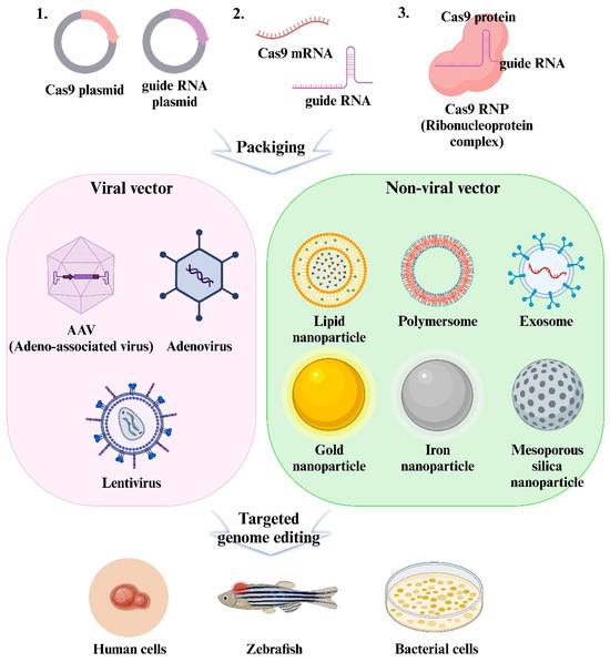 Advances in Nanoparticles as Non-Viral Vectors for Efficient Delivery ...