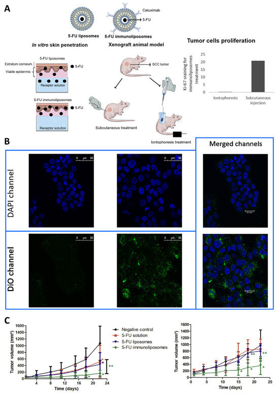 Improving Skin Cancer Treatment by Dual Drug Co-Encapsulation into ...