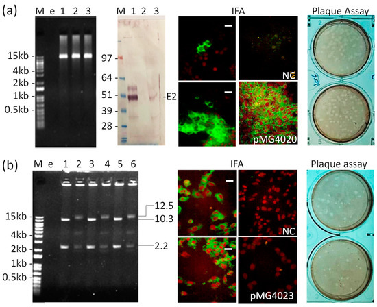Replication of the Venezuelan Equine Encephalitis Vaccine from a ...