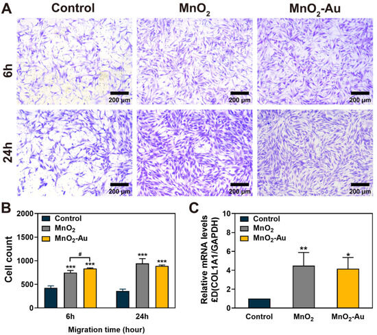 Using Hybrid MnO2-Au Nanoflowers to Accelerate ROS Scavenging and Wound ...