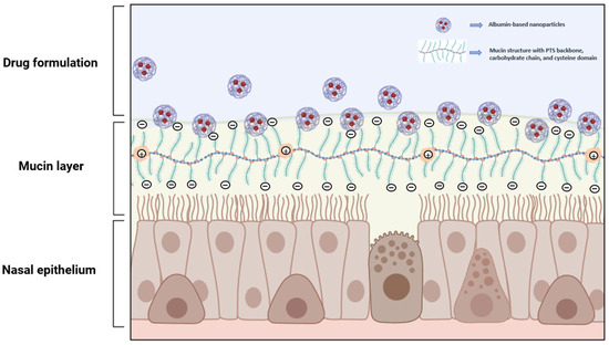 Serum Albumin in Nasal Drug Delivery Systems: Exploring the Role and ...