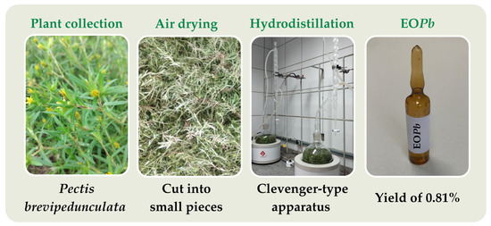 Development of an Eco-Friendly Nanogel Incorporating Pectis ...