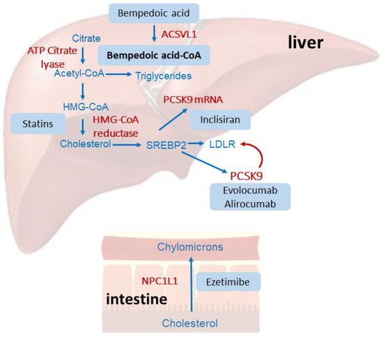 Bempedoic Acid, the First-in-Class Oral ATP Citrate Lyase Inhibitor ...