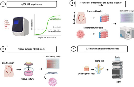 Toxicity and Dermatokinetic Analysis of Ibrutinib in Human Skin Models
