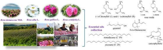 Antimycobacterial Activity of Essential Oils from Bulgarian Rosa ...