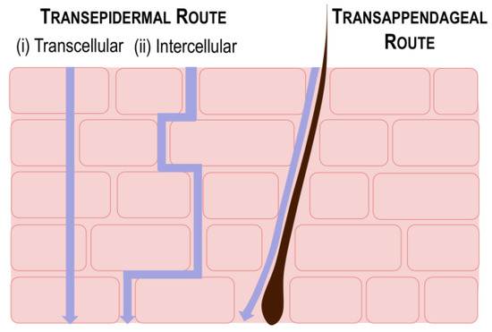 Skin Structure, Physiology, and Pathology in Topical and Transdermal ...