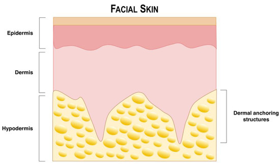 Skin Structure, Physiology, and Pathology in Topical and Transdermal ...