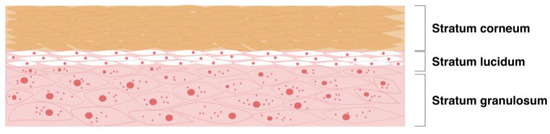 Skin Structure, Physiology, and Pathology in Topical and Transdermal ...
