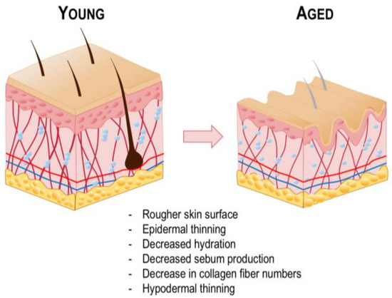 Skin Structure, Physiology, and Pathology in Topical and Transdermal ...