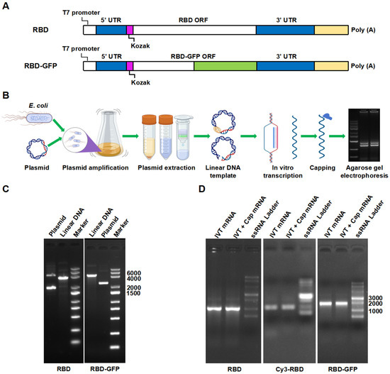 Modified PEG-Lipids Enhance the Nasal Mucosal Immune Capacity of Lipid ...