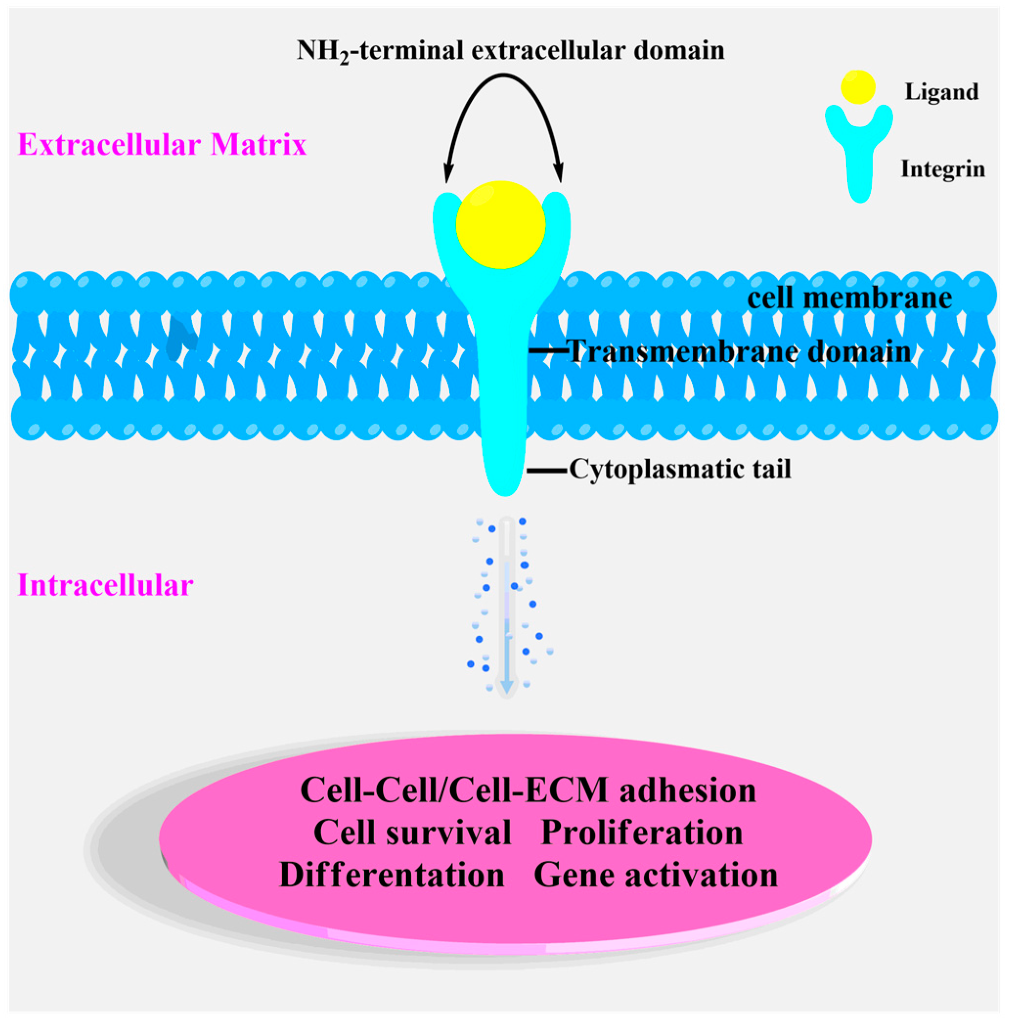 Integrin-Specific Stimuli-Responsive Nanomaterials for Cancer Theranostics